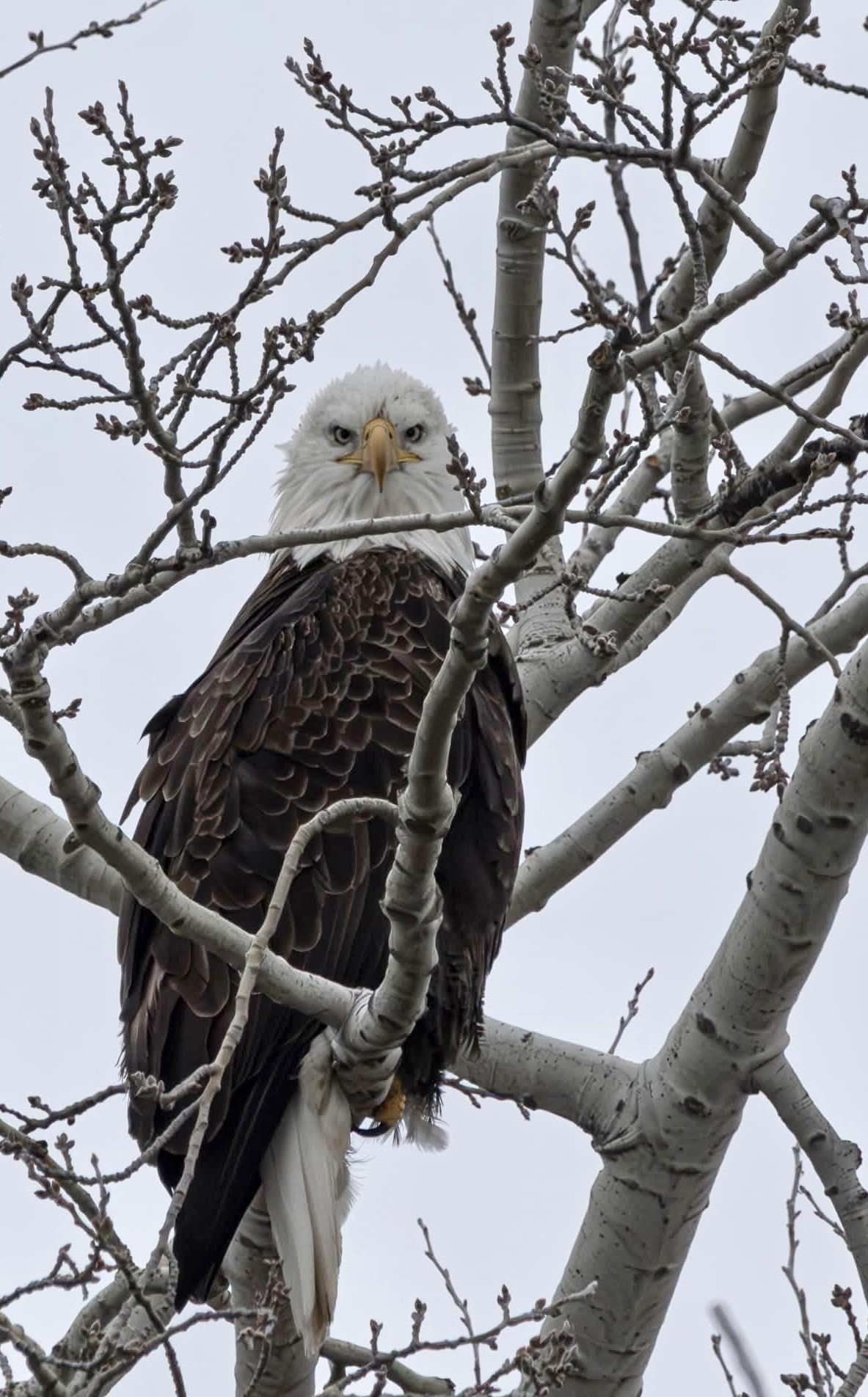 How you voted — Greater Fool – Authored by Garth Turner – The Troubled ...