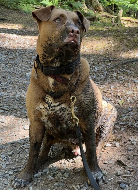 Time to turtle — Greater Fool – Authored by Garth Turner – The Troubled ...